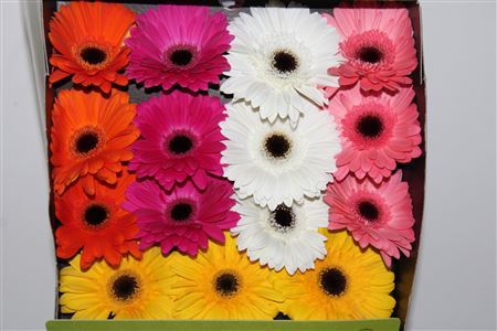 Gerbera & Mini Gerbera