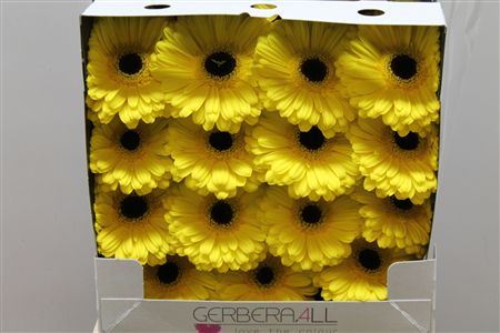 Gerbera & Mini Gerbera