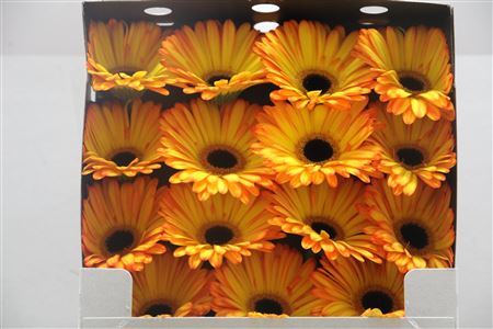 Gerbera & Mini Gerbera