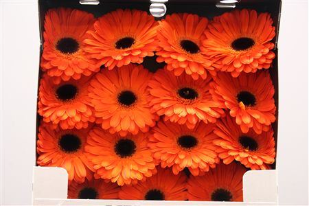 Gerbera & Mini Gerbera