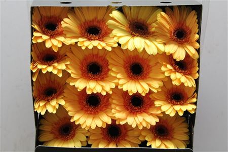 Gerbera & Mini Gerbera