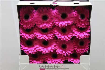 Gerbera & Mini Gerbera