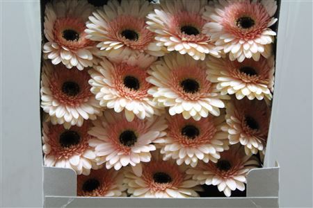 Gerbera & Mini Gerbera