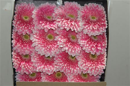 Gerbera & Mini Gerbera