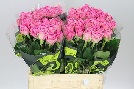 Roses