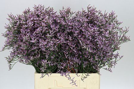 Limonium - Statice
