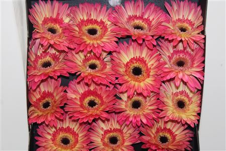 Gerbera & Mini Gerbera