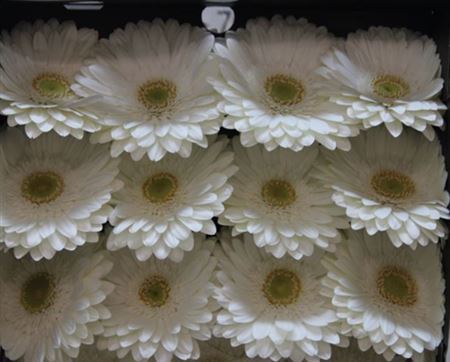 Gerbera & Mini Gerbera