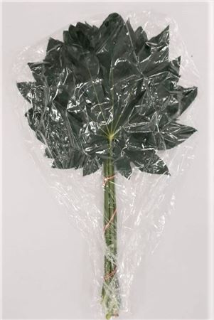 Foliage