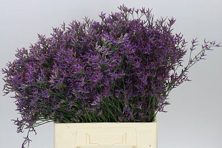 Limonium - Statice