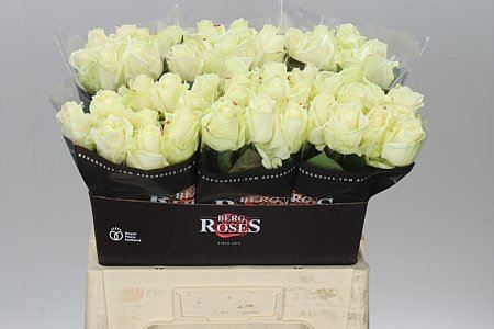 Roses