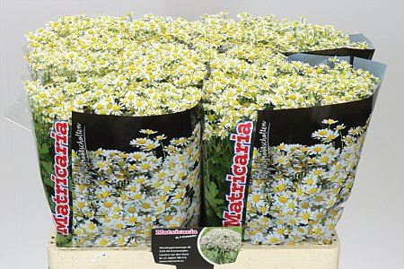 Mathiola (stocks) - Tanacetum