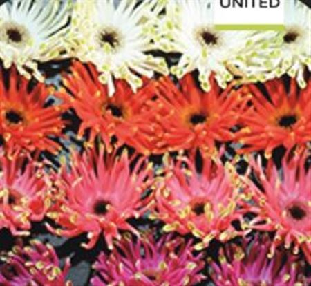 Gerbera & Mini Gerbera