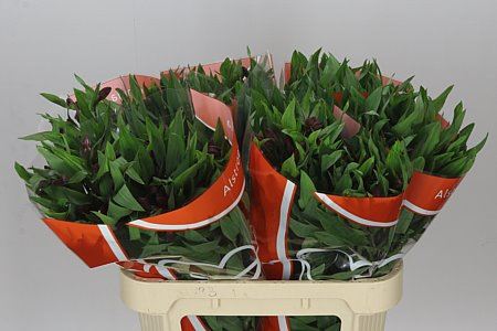 Alstroemeria