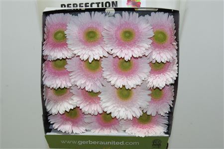 Gerbera & Mini Gerbera