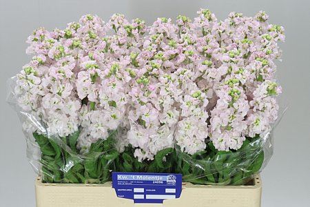 Mathiola (stocks) - Tanacetum