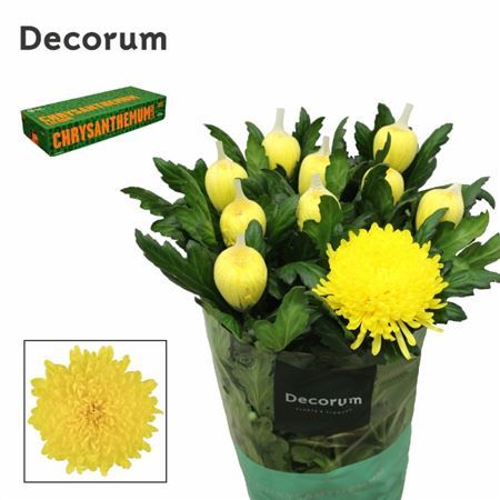 Chrysants