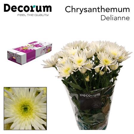 Chrysants