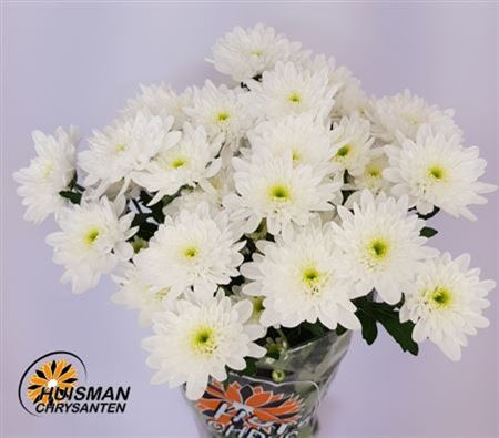 Chrysants