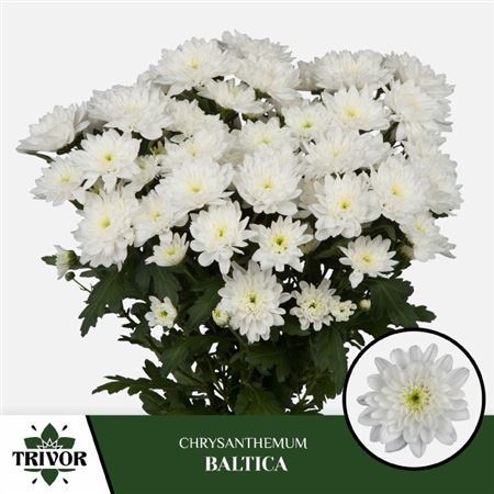 Chrysants