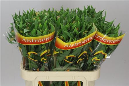Alstroemeria