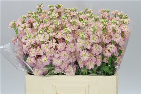 Mathiola (stocks) - Tanacetum