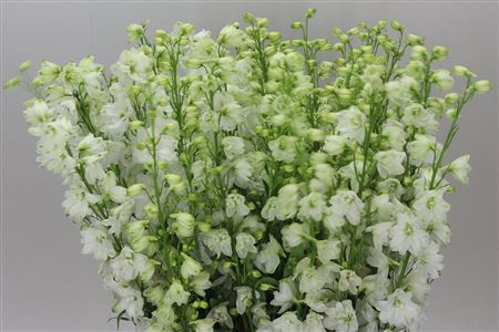 Delphinium