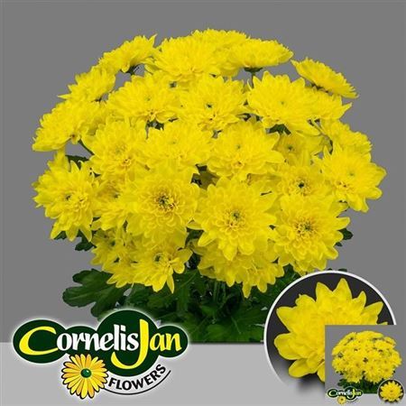 Chrysants