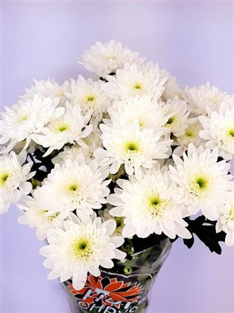 Chrysants