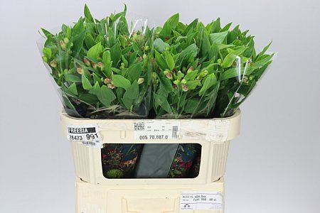 Alstroemeria