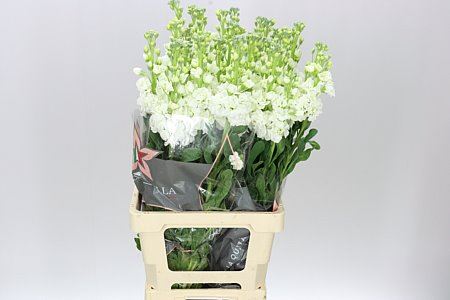 Mathiola (stocks) - Tanacetum