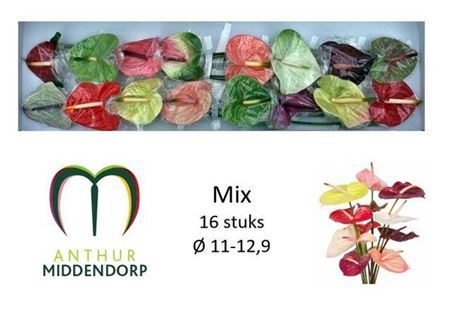 Anthuriums & Exotics