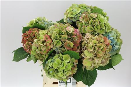 Hydrangea