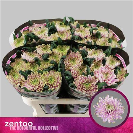 Chrysants chrysants