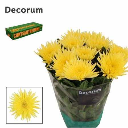 Chrysants