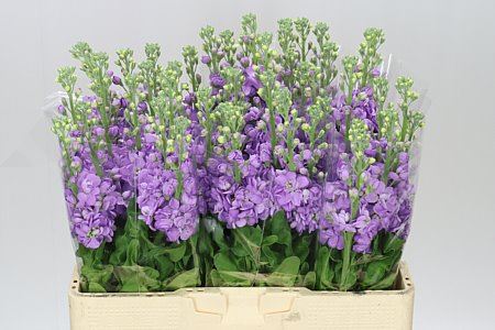 Mathiola (stocks) - Tanacetum