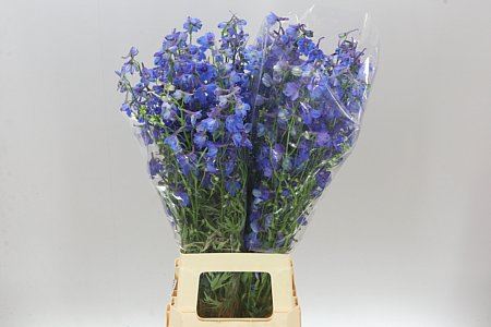 Delphinium