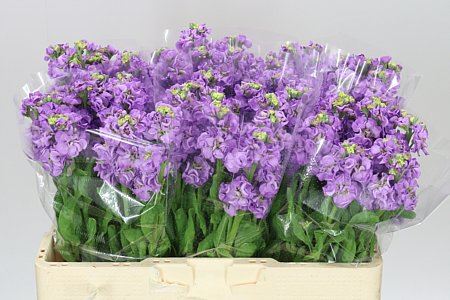 Mathiola (stocks) - Tanacetum