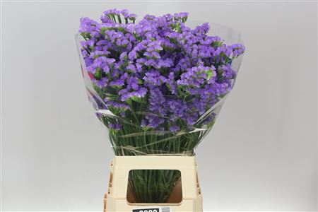Limonium - Statice