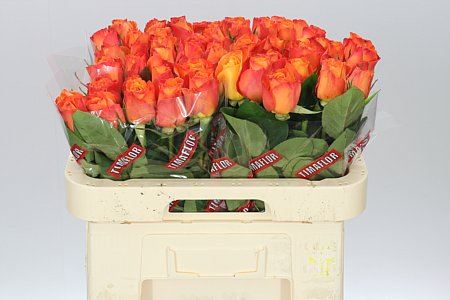 Roses