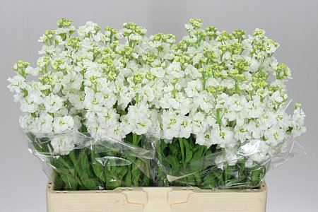 Mathiola (stocks) - Tanacetum